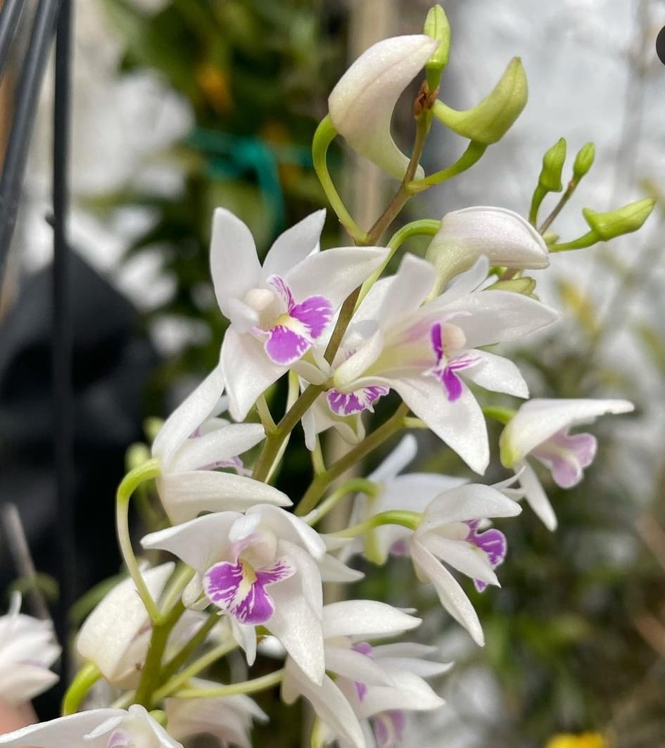 Dendrobium kingianum ‘Semi Alba’ – Orchid Box