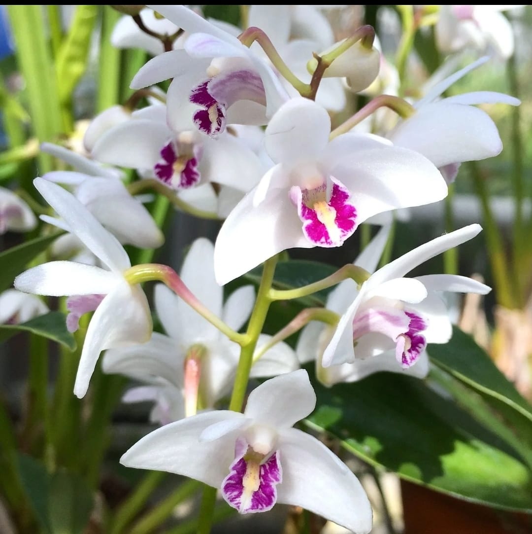 Dendrobium kingianum ‘Semi Alba’ – Orchid Box